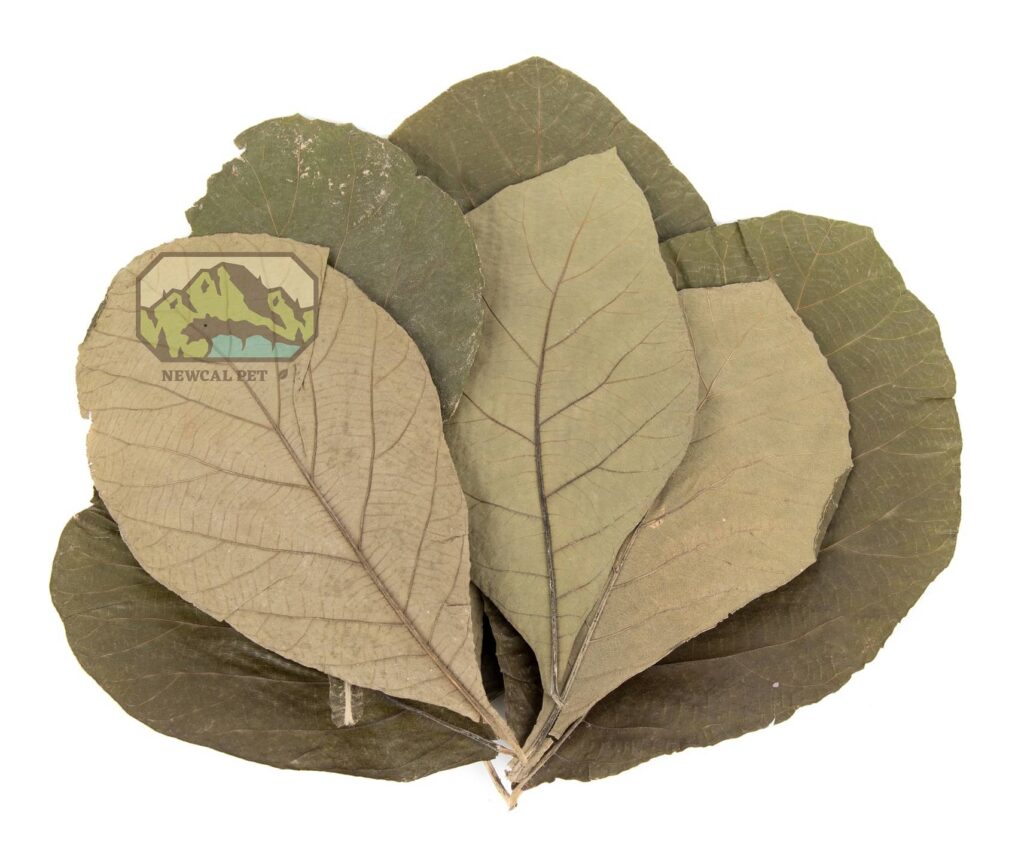 Teak Leaves - NEWCAL PET