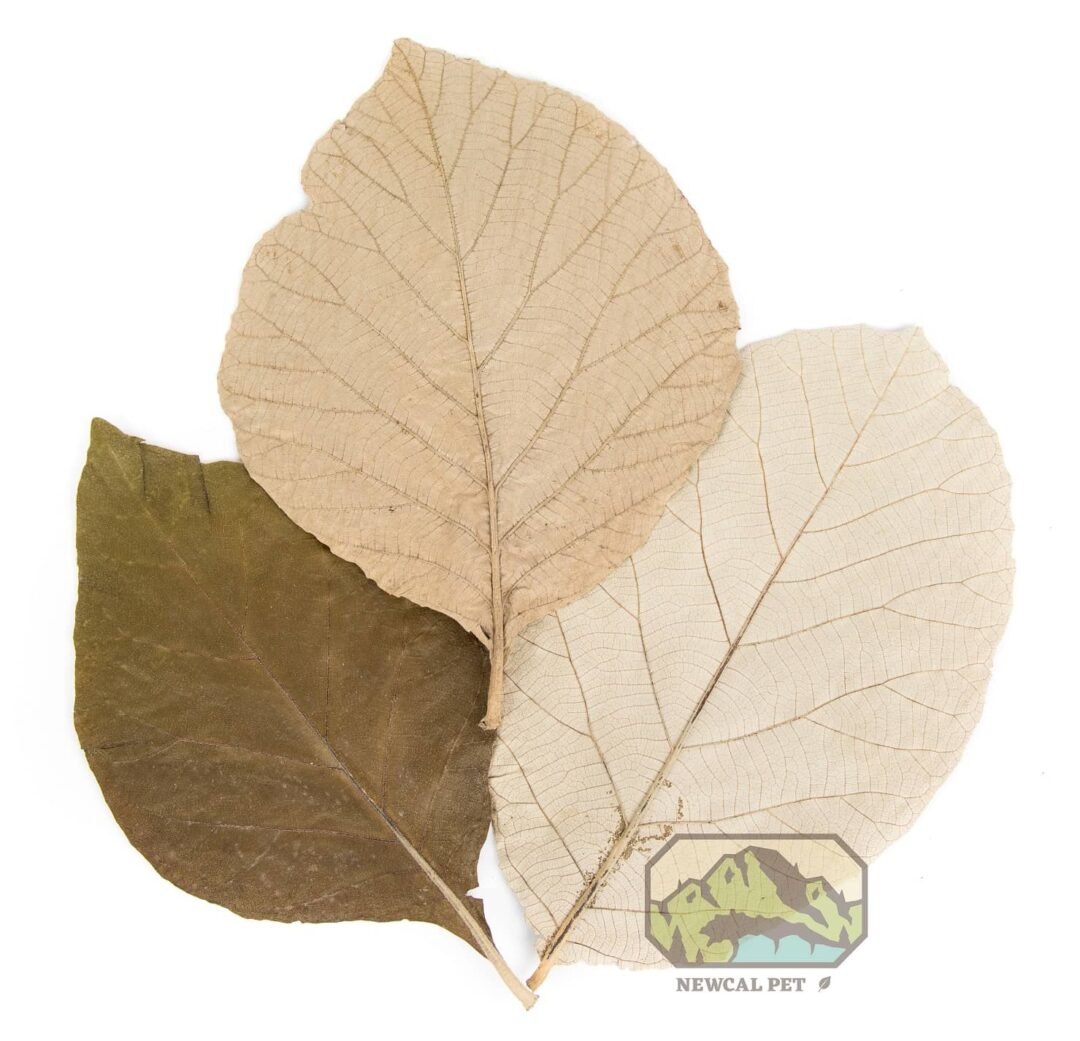 Teak Leaves - NEWCAL PET